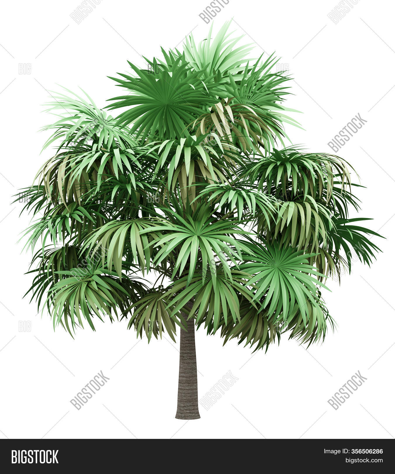 Thatch Palm Tree Image & Photo (Free Trial) | Bigstock