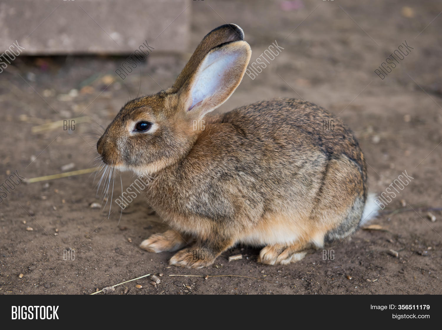 Gray Bunny Rabbit Image & Photo (Free Trial) | Bigstock