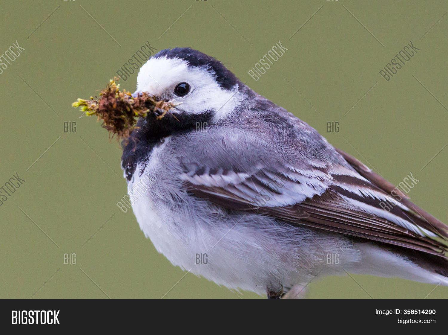 Close- White Wagtail Image & Photo (Free Trial) | Bigstock
