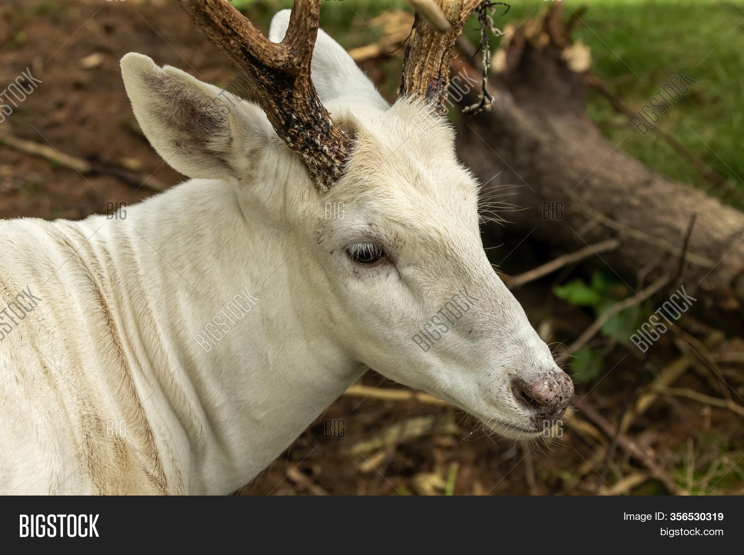 Rare White Deer . Image & Photo (Free Trial) | Bigstock
