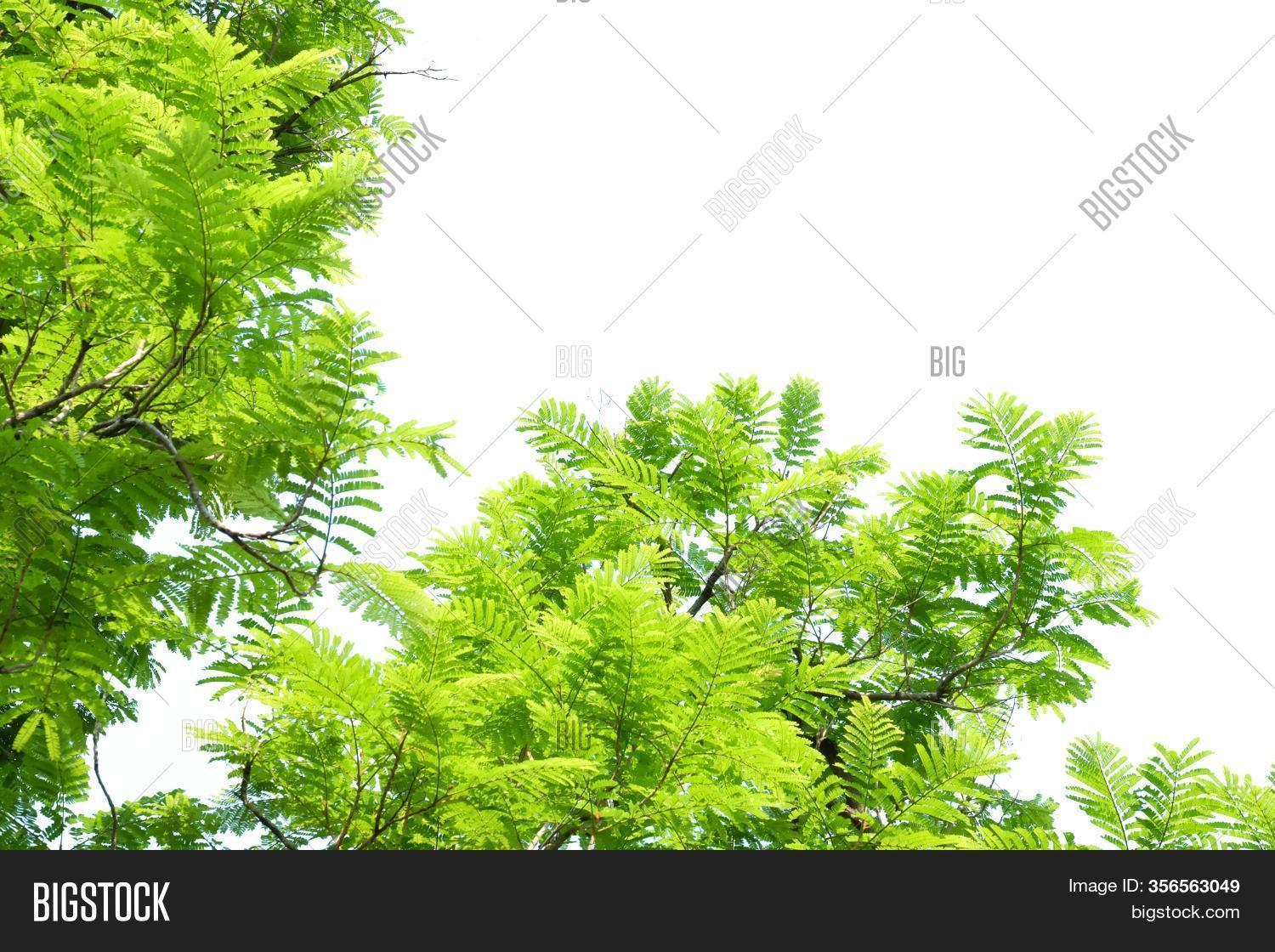 Tropical Tree Leaves Image & Photo (Free Trial) | Bigstock