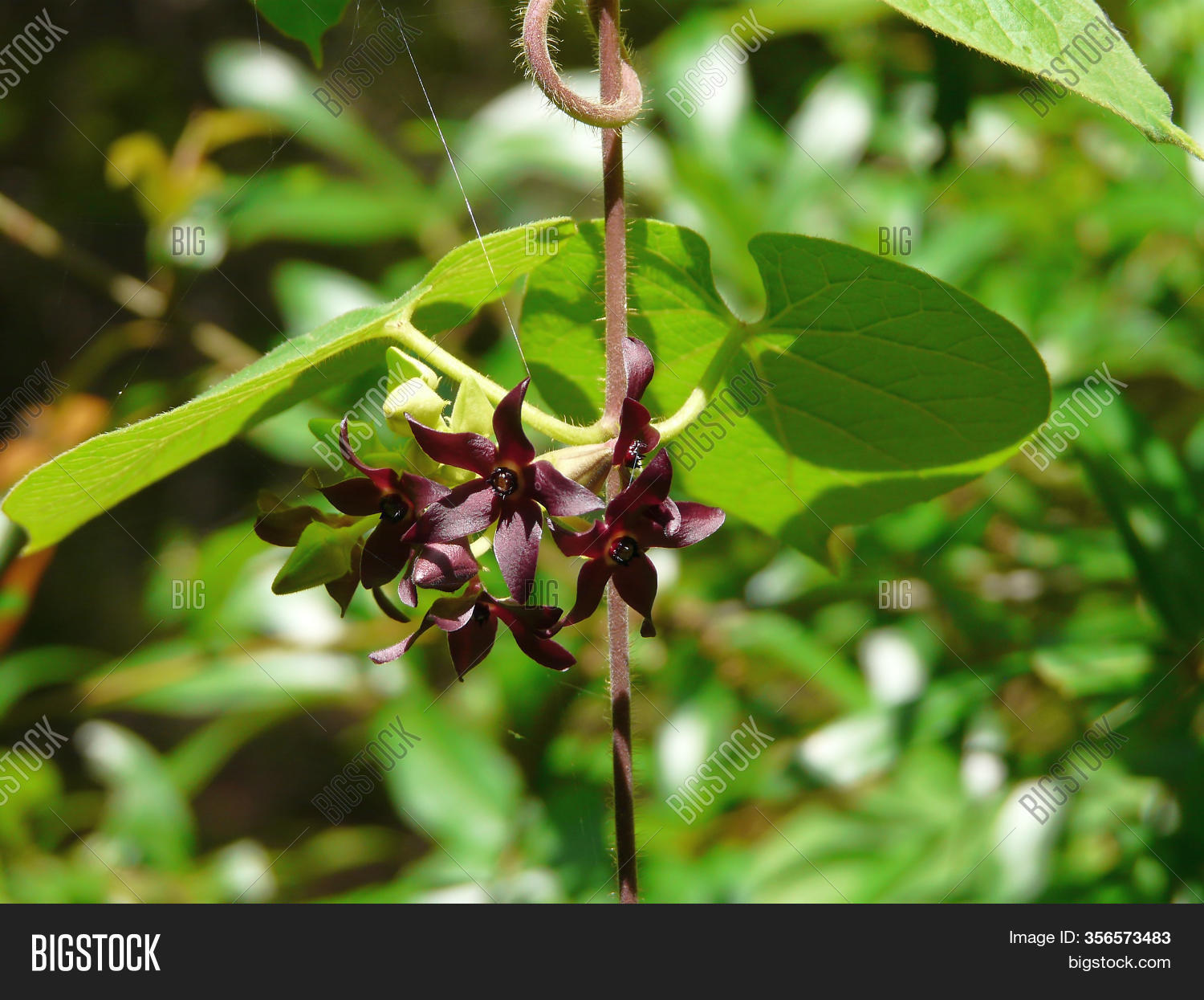 Known Florida Spiny Image & Photo (Free Trial) | Bigstock