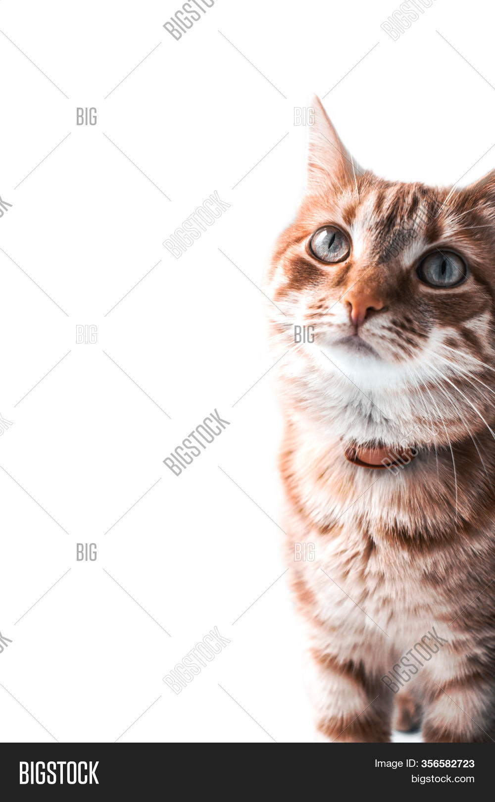 Red Ginger Cat Gray Image & Photo (Free Trial) | Bigstock