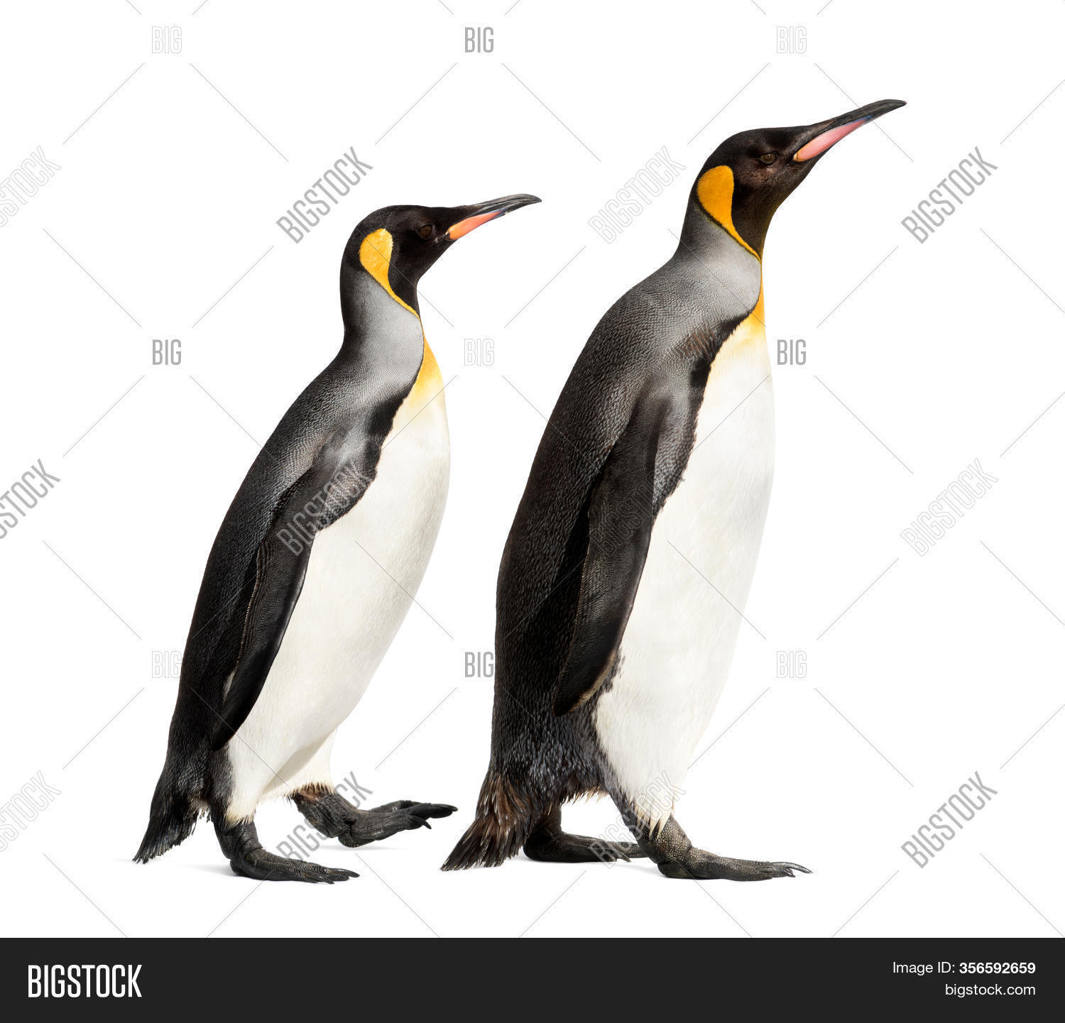 Side View King Penguin Image & Photo (Free Trial) | Bigstock