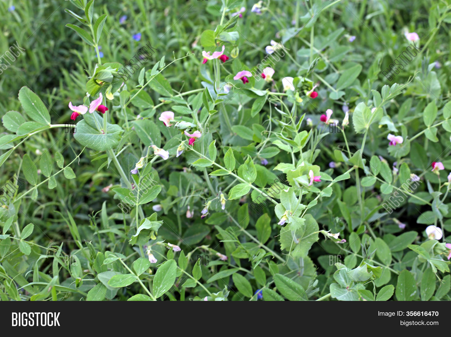 Beautiful Fresh Peas Image & Photo (Free Trial) | Bigstock