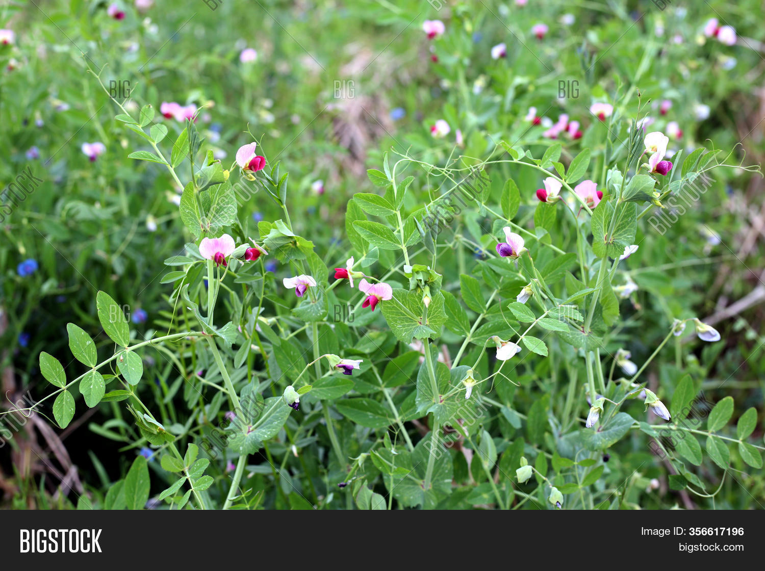 Beautiful Fresh Peas Image & Photo (Free Trial) | Bigstock