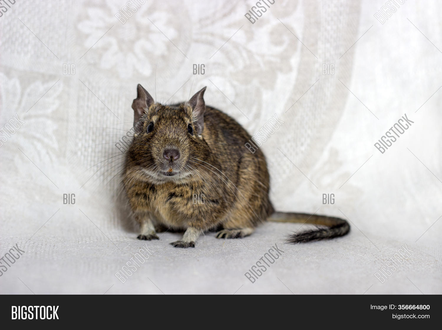Agouti Squirrel Degu Image & Photo (Free Trial) | Bigstock
