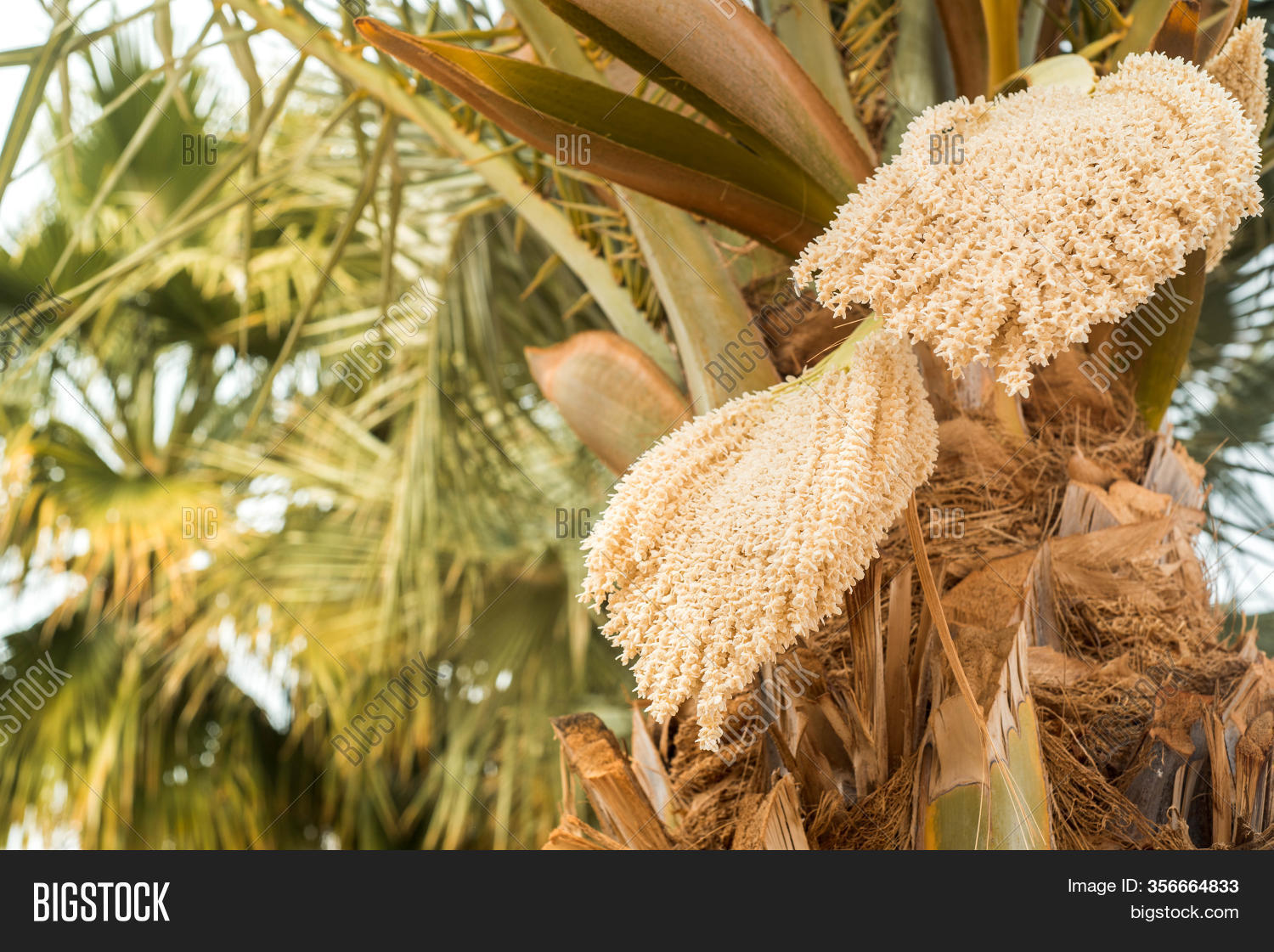 Blooming Date Palm Image & Photo (Free Trial) | Bigstock