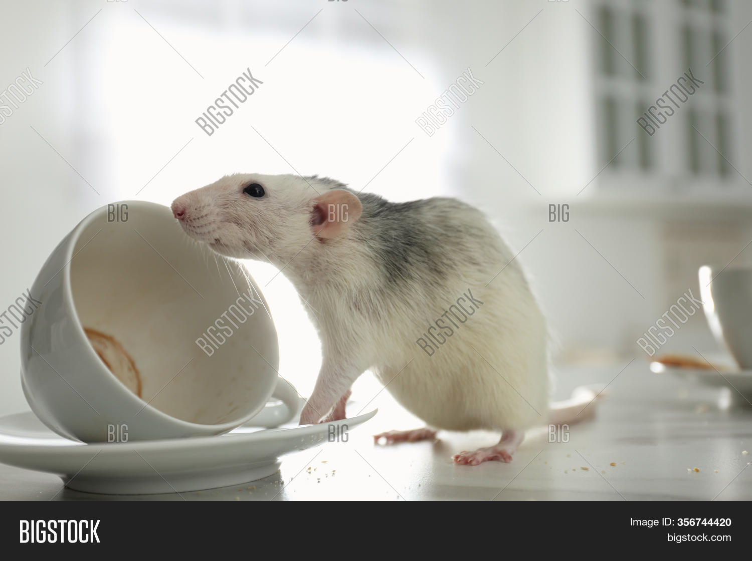 Rat Near Dirty Dishes Image & Photo (Free Trial) | Bigstock