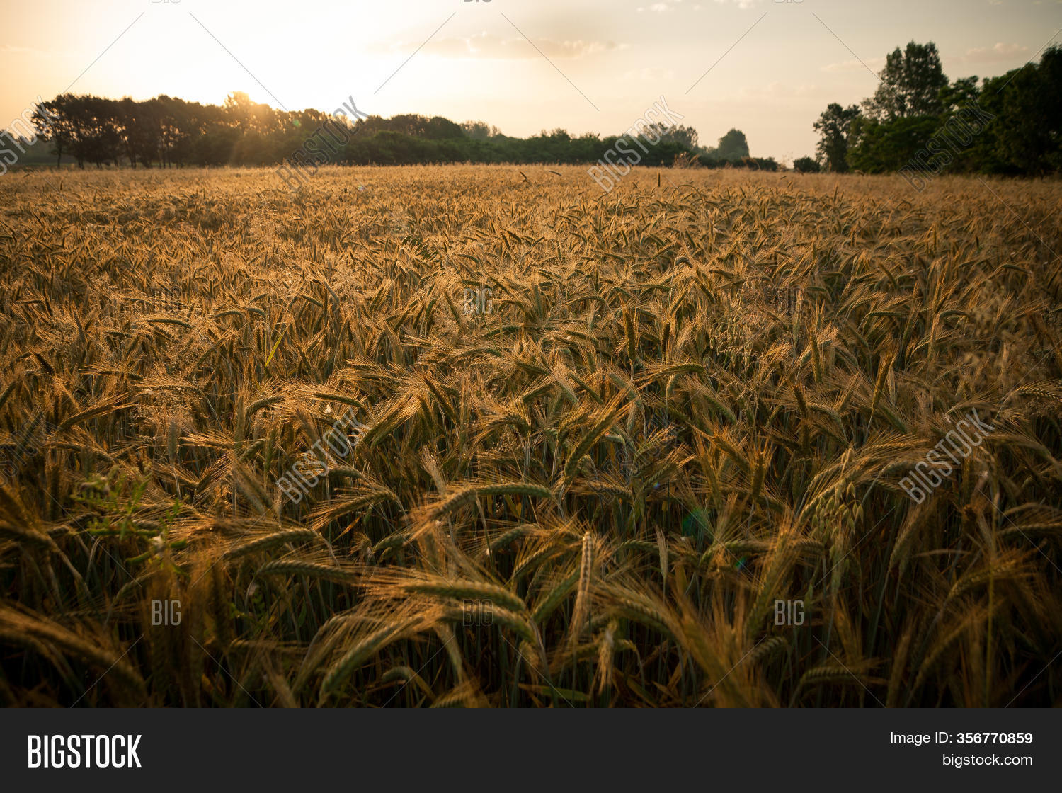 Wheat Field Early Image & Photo (Free Trial) | Bigstock