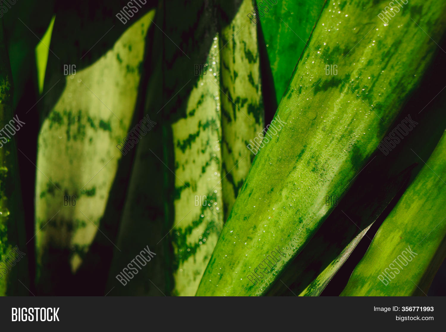 Genus Sansevieria Home Image & Photo (Free Trial) | Bigstock