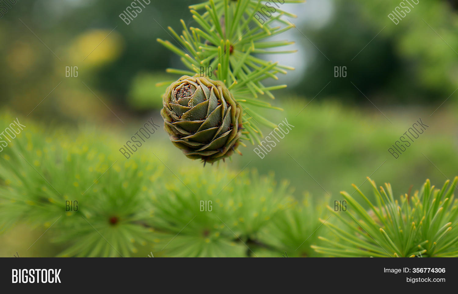 Young Green Cone Tree Image & Photo (Free Trial) | Bigstock
