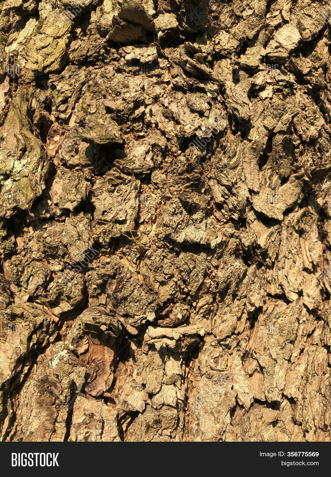 Shriveled Tree, Image & Photo (Free Trial) | Bigstock