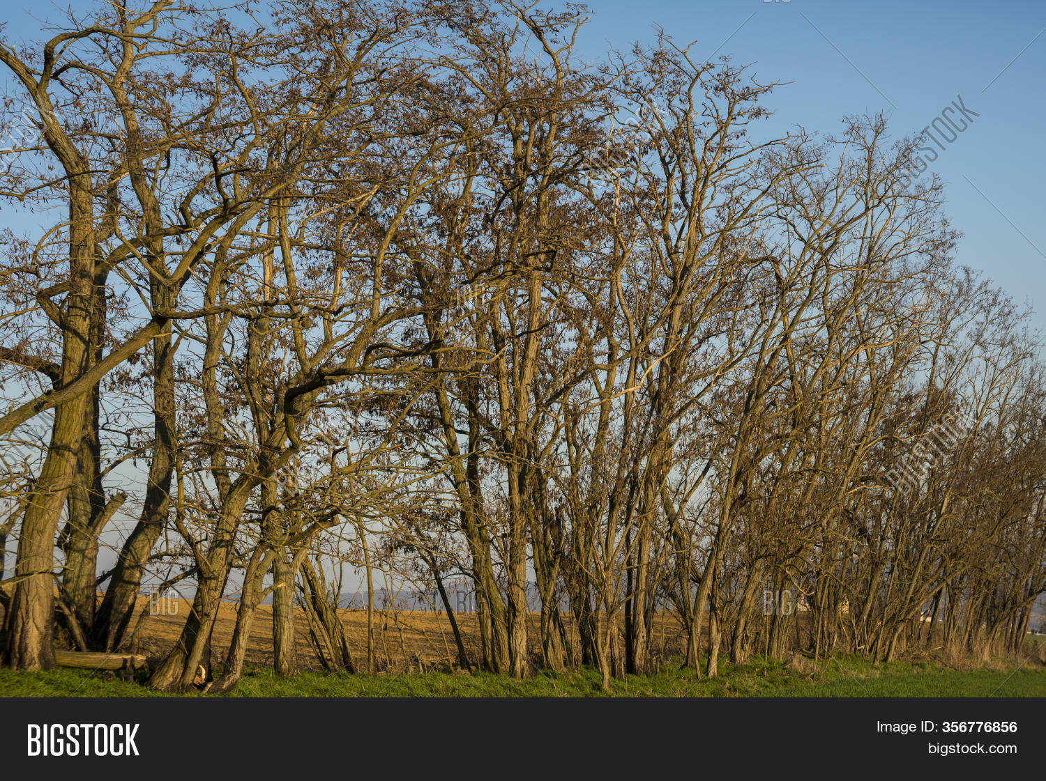 Leafless Trees Field Image & Photo (Free Trial) | Bigstock