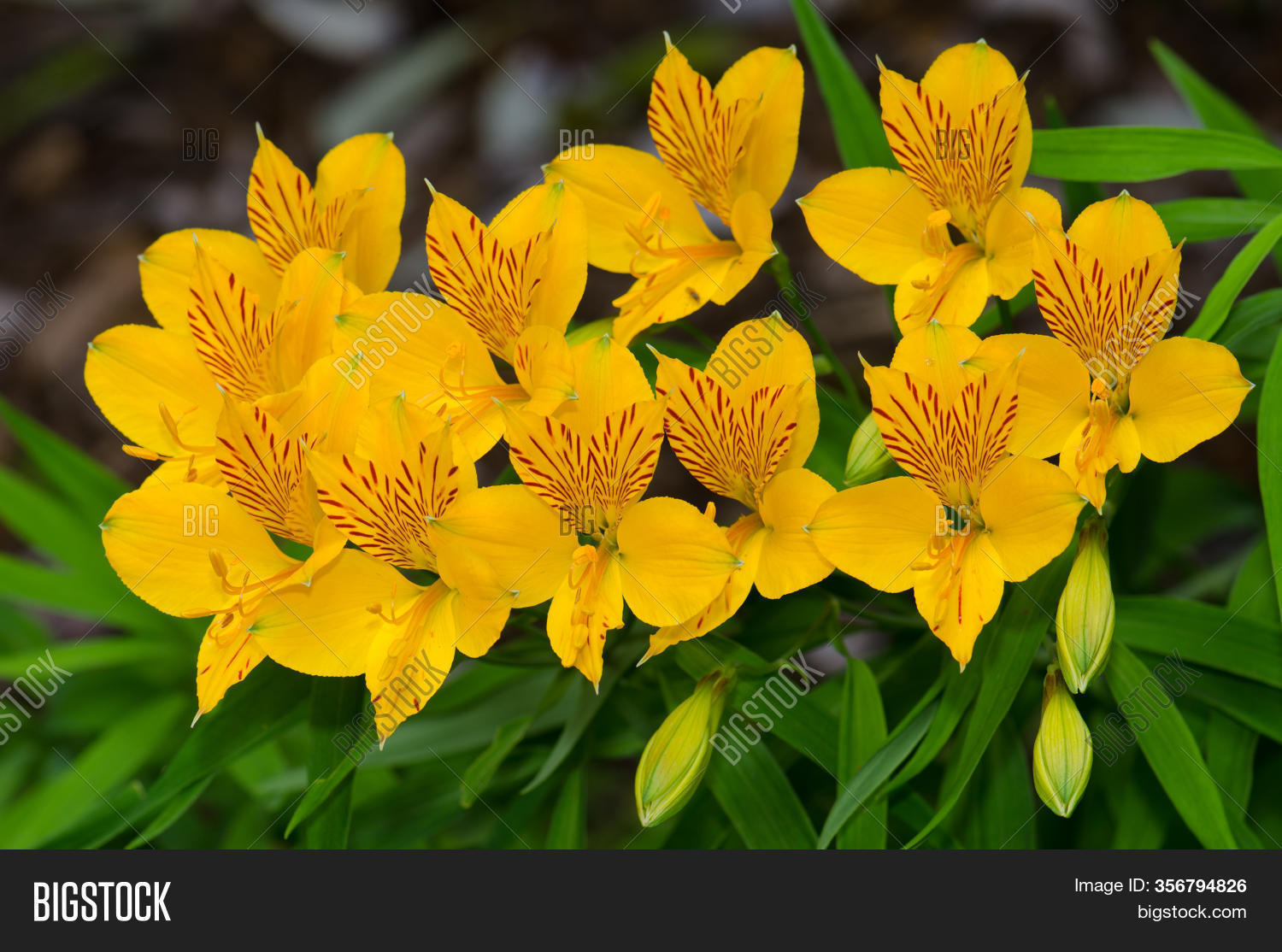 Flowers Peruvian Lily Image & Photo (Free Trial) | Bigstock