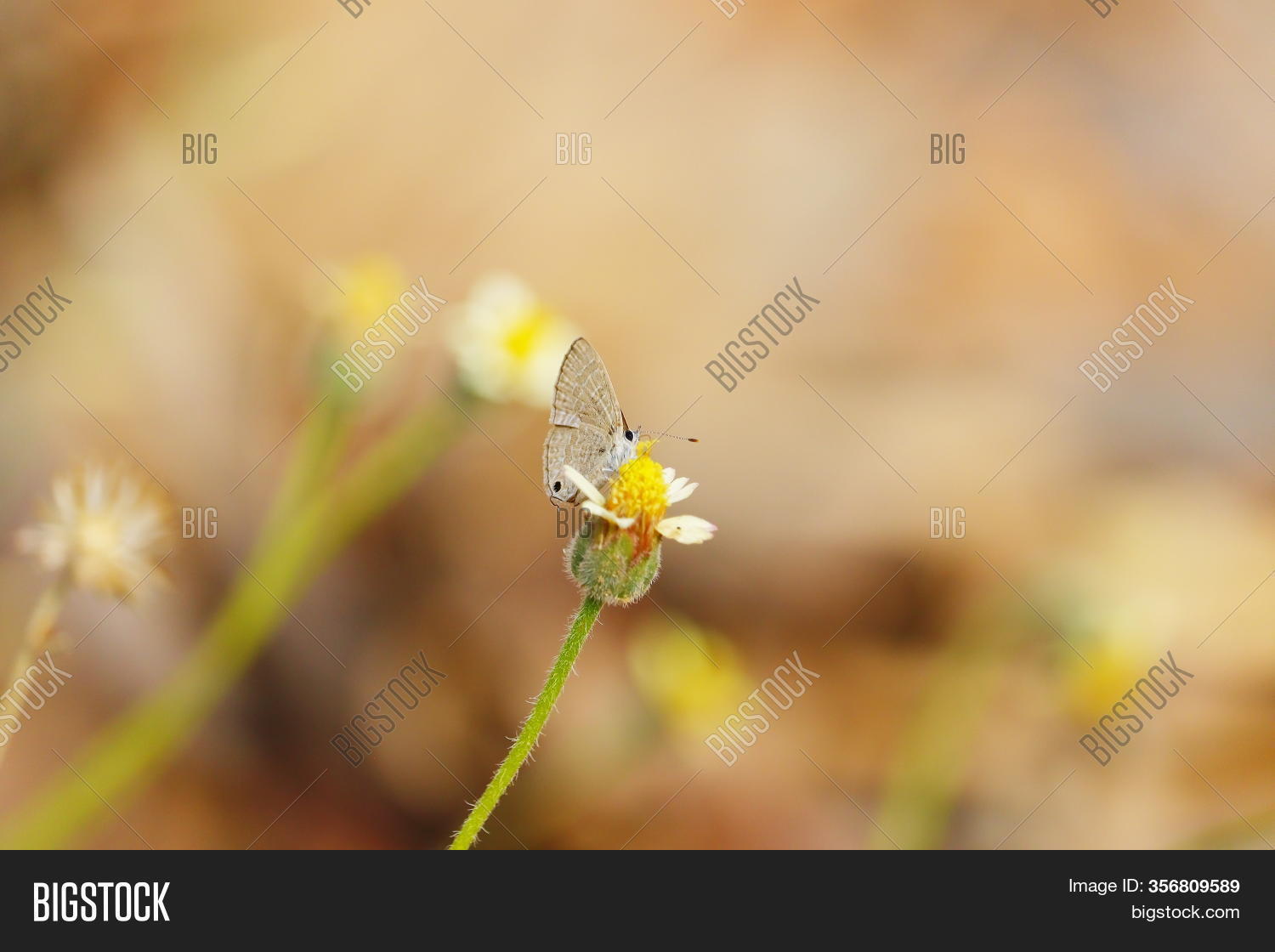 Little White Butterfly Image & Photo (Free Trial) | Bigstock