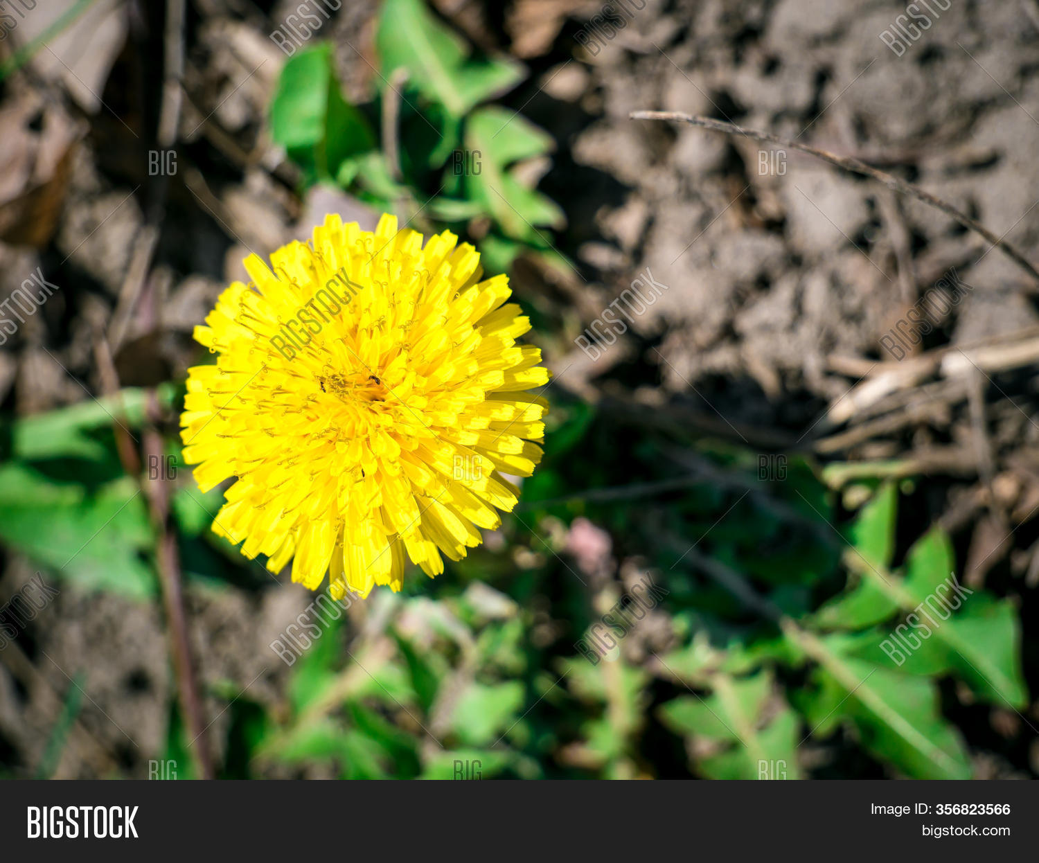 Dandelion Yellow Image & Photo (Free Trial) | Bigstock