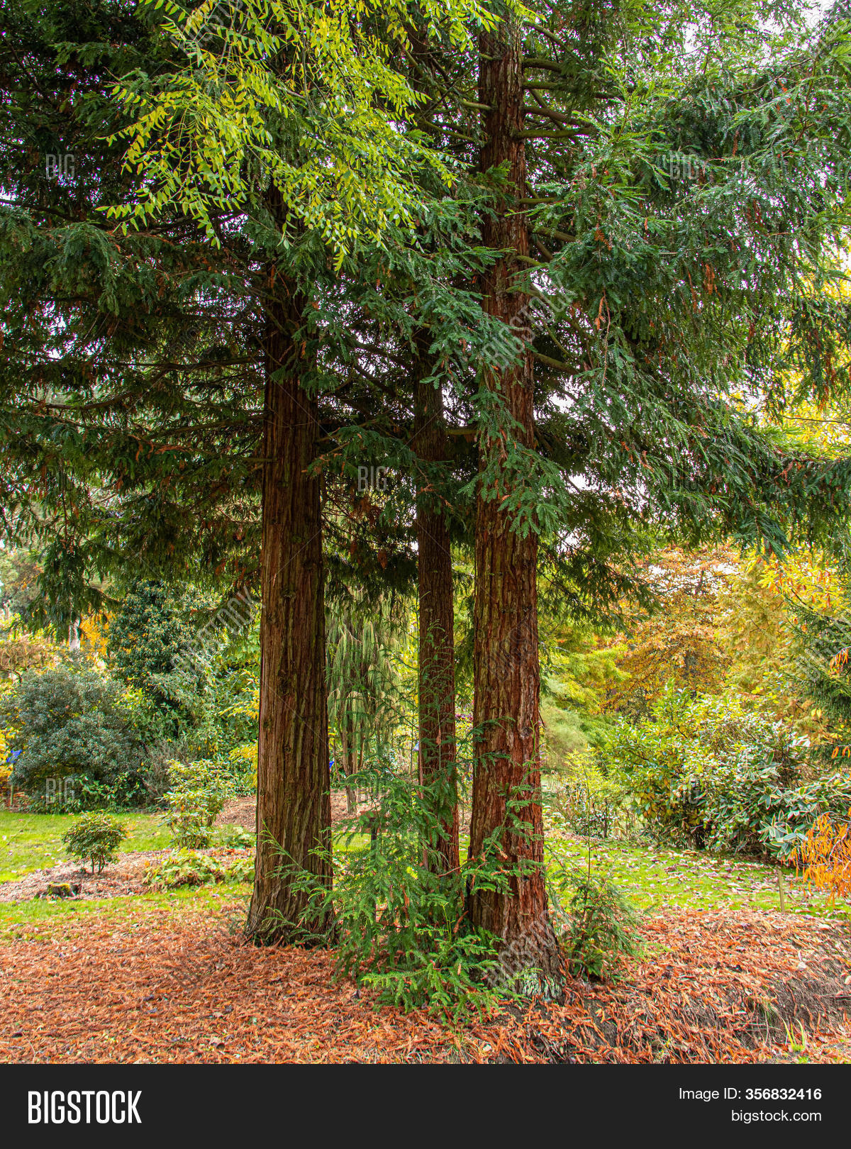 Three Fir Trees Image & Photo (Free Trial) | Bigstock