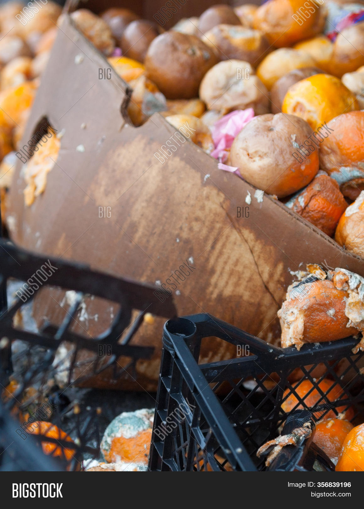 Rotten Mandarin Image & Photo (Free Trial) | Bigstock