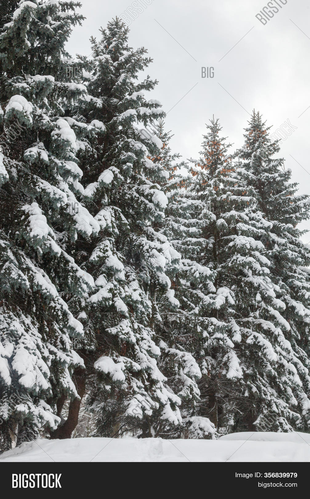 Fir Trees Snow. Winter Image & Photo (Free Trial) | Bigstock