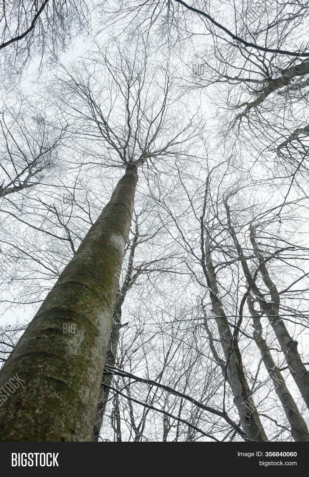 Winter Leafless Trees Image & Photo (Free Trial) | Bigstock