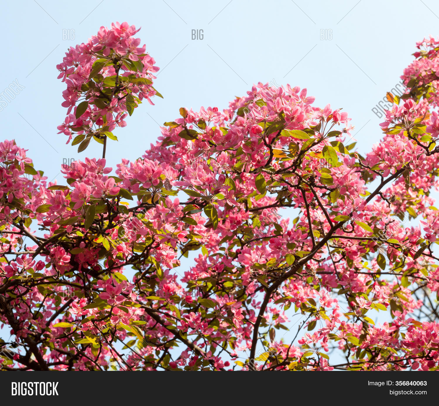 Pink Spring Blossom. Image & Photo (Free Trial) | Bigstock