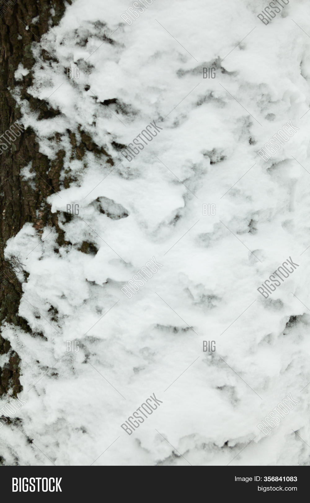 Tree Bark Covered Snow Image & Photo (Free Trial) | Bigstock