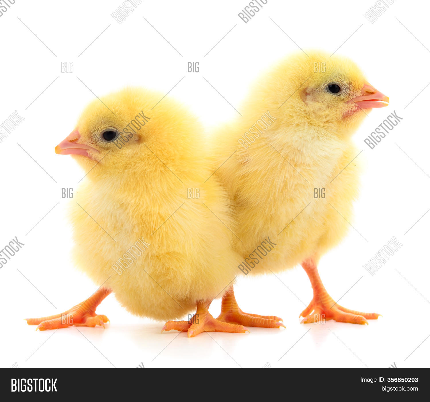 Cute Little Chicks Image & Photo (Free Trial) | Bigstock