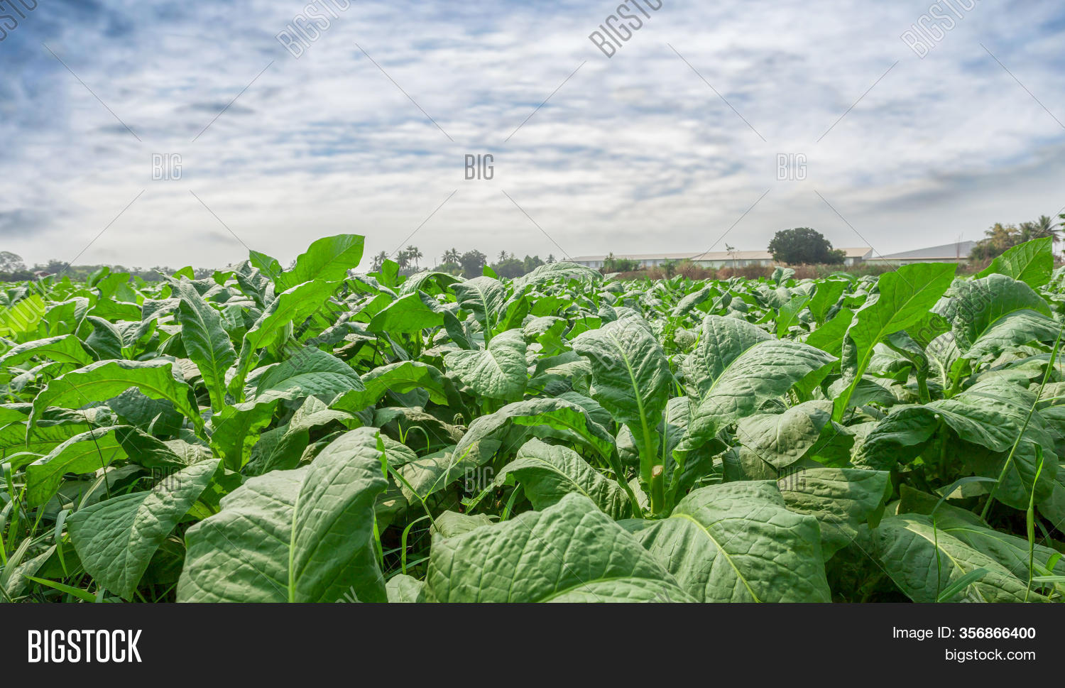 Tobacco Leaf Tree Image & Photo (Free Trial) | Bigstock