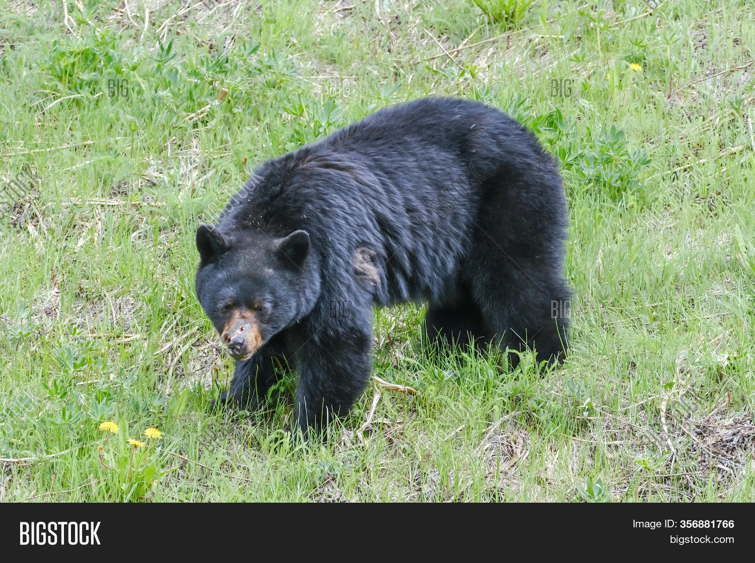 Injured Black Bear Image & Photo (Free Trial) | Bigstock