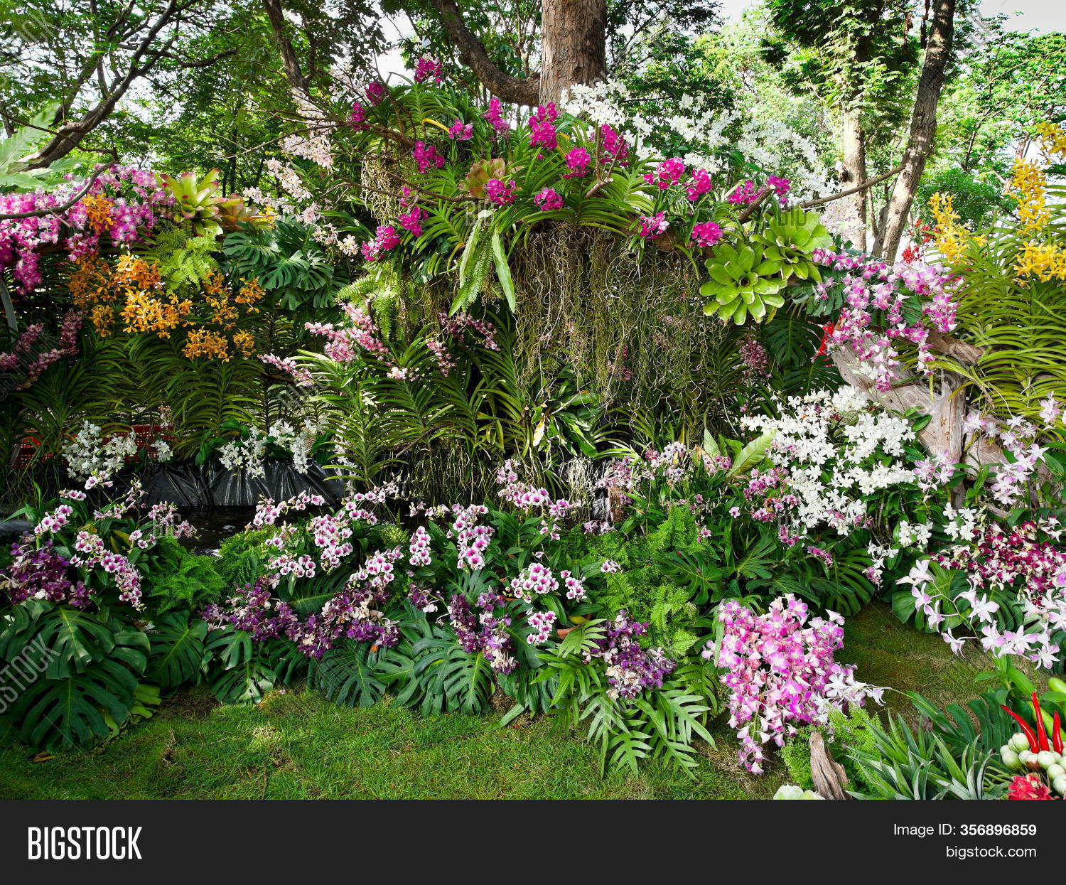 Colorful Orchid Wall Image & Photo (Free Trial) | Bigstock