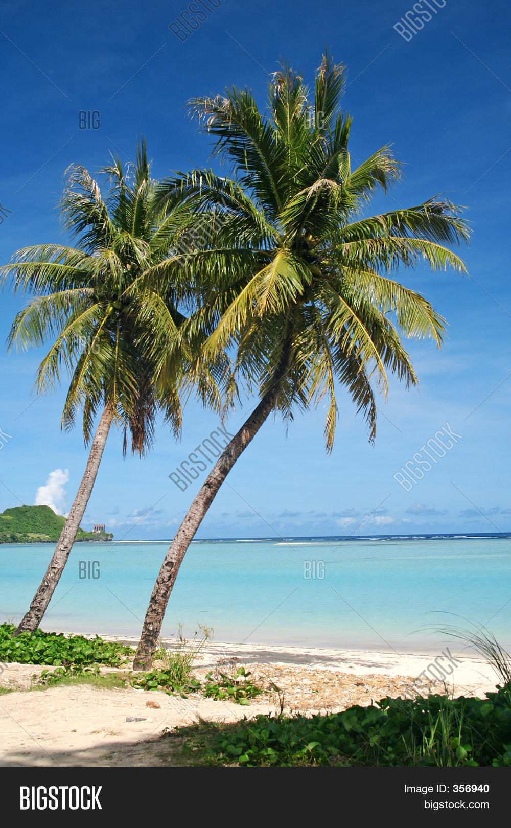 Two Coconut Trees Image & Photo (Free Trial) | Bigstock