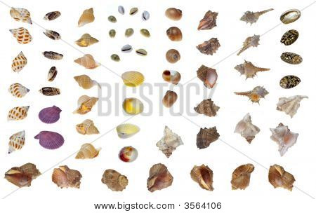 Different Shells Image & Photo (Free Trial) | Bigstock