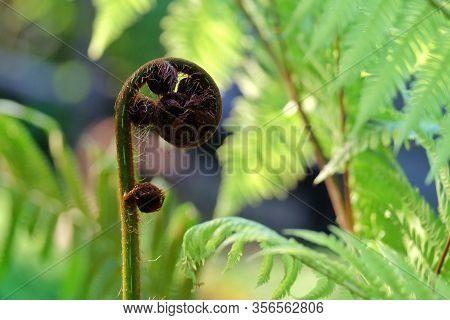 Young Tropical Paco Image & Photo (Free Trial) | Bigstock