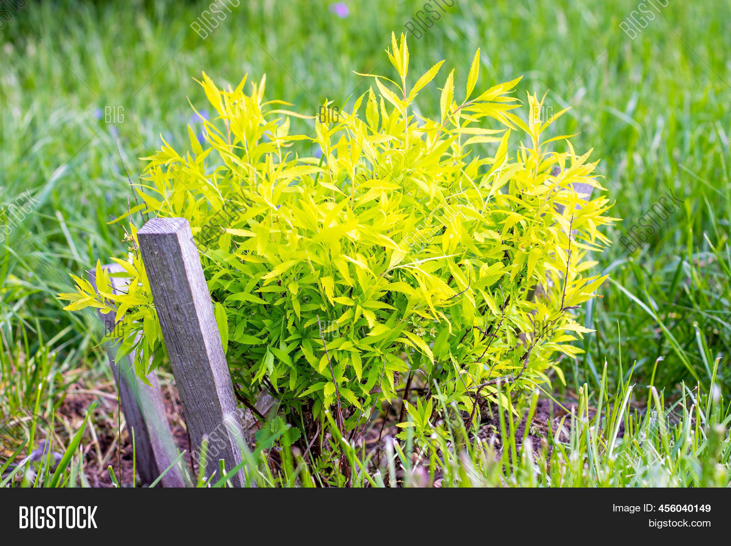 Bright Green Spirea ( Image & Photo (Free Trial) | Bigstock
