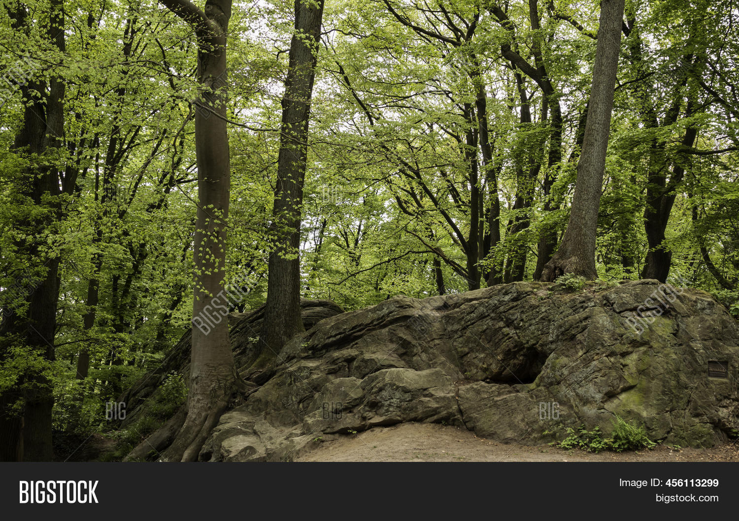 Big Rocks Tree Roots Image & Photo (Free Trial) | Bigstock