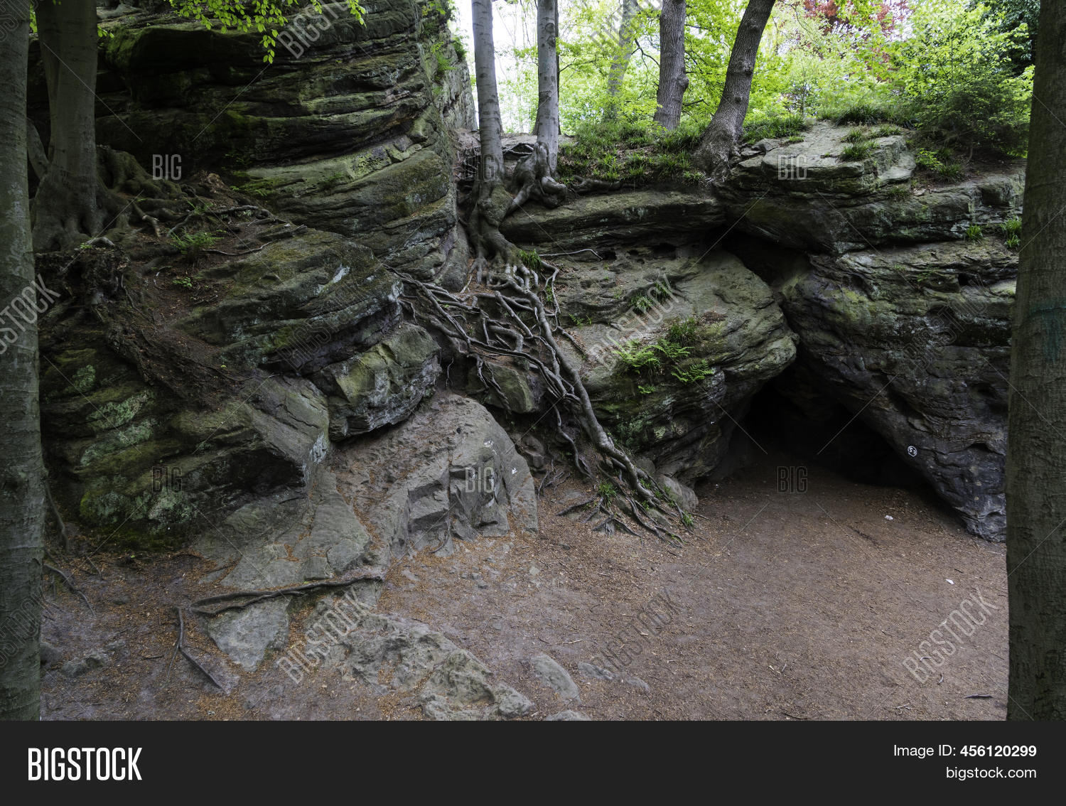 Big Rocks Tree Roots Image & Photo (Free Trial) | Bigstock