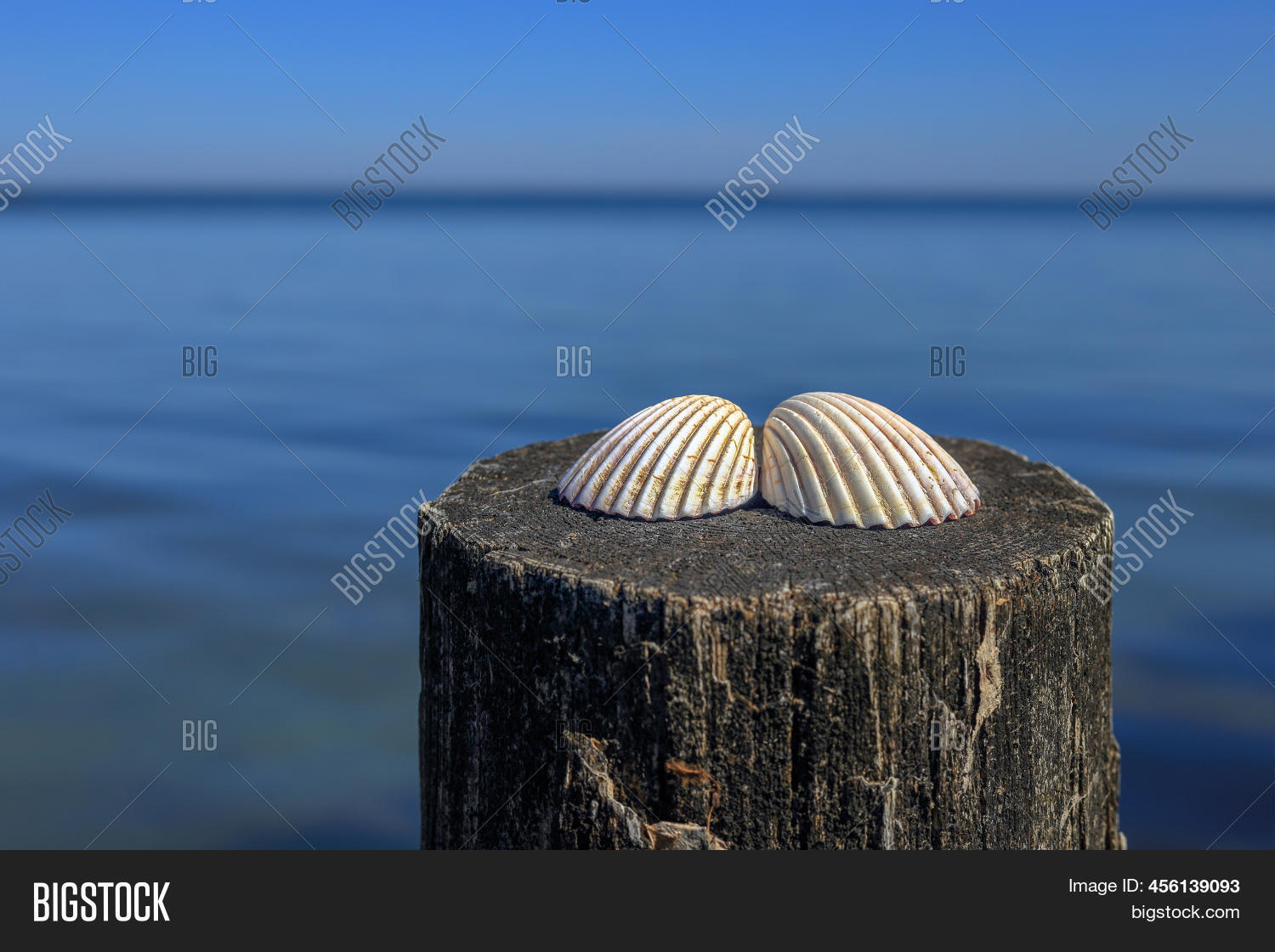 Two Seashells Lying On Image & Photo (Free Trial) | Bigstock