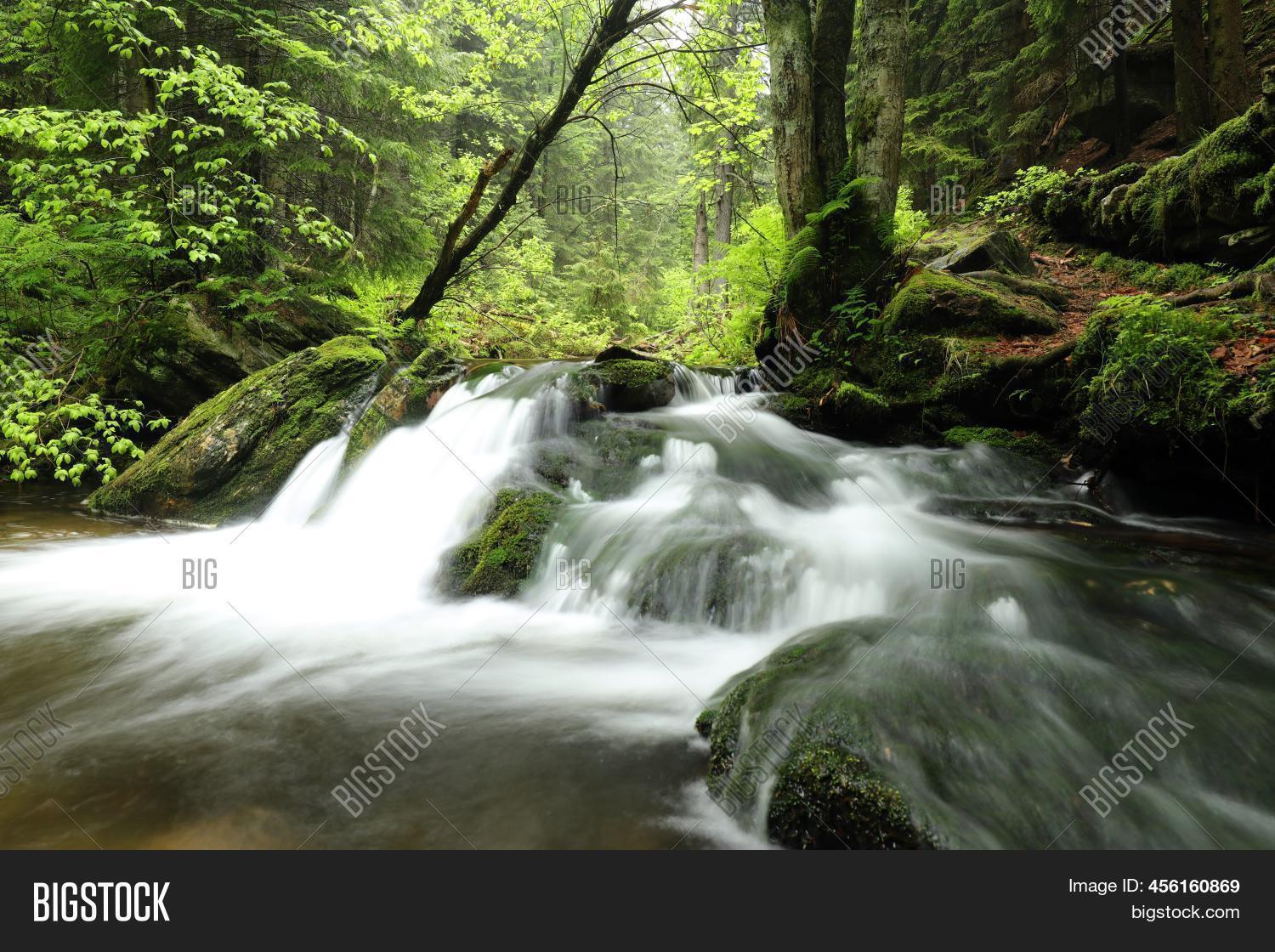 Forest Stream Nature Image & Photo (Free Trial) | Bigstock
