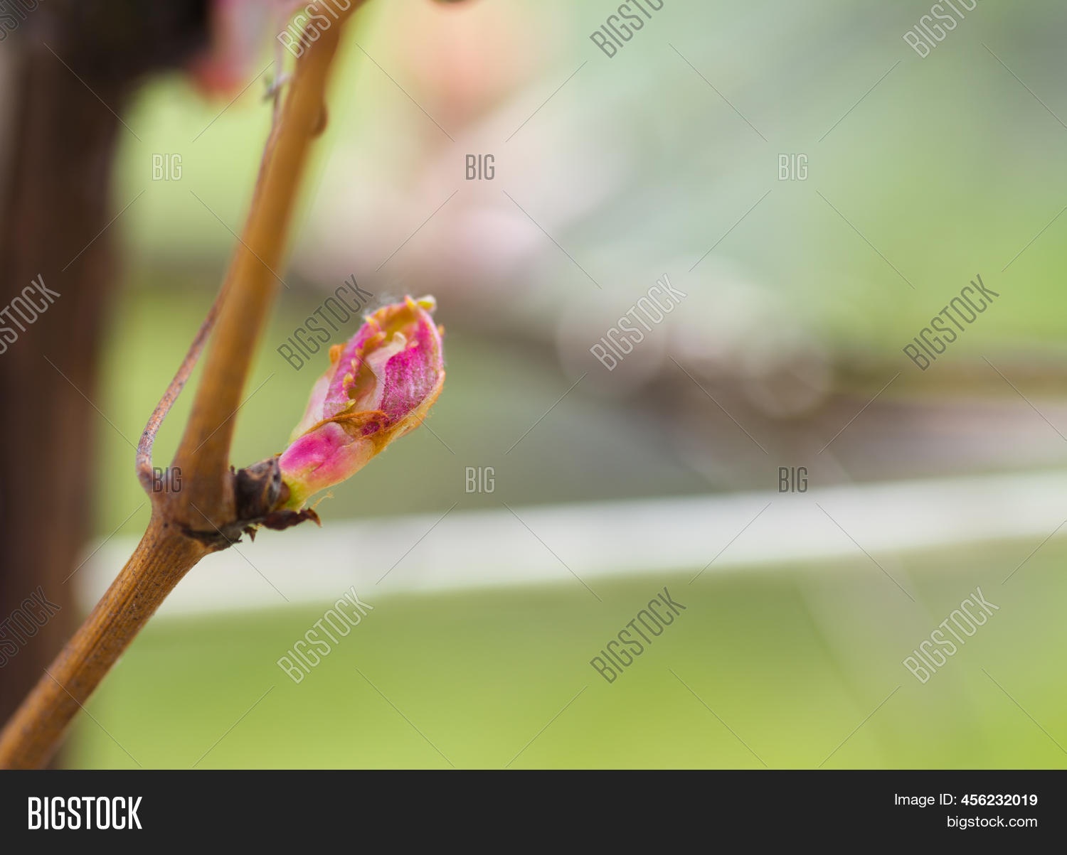 Young Inflorescence Image & Photo (Free Trial) | Bigstock