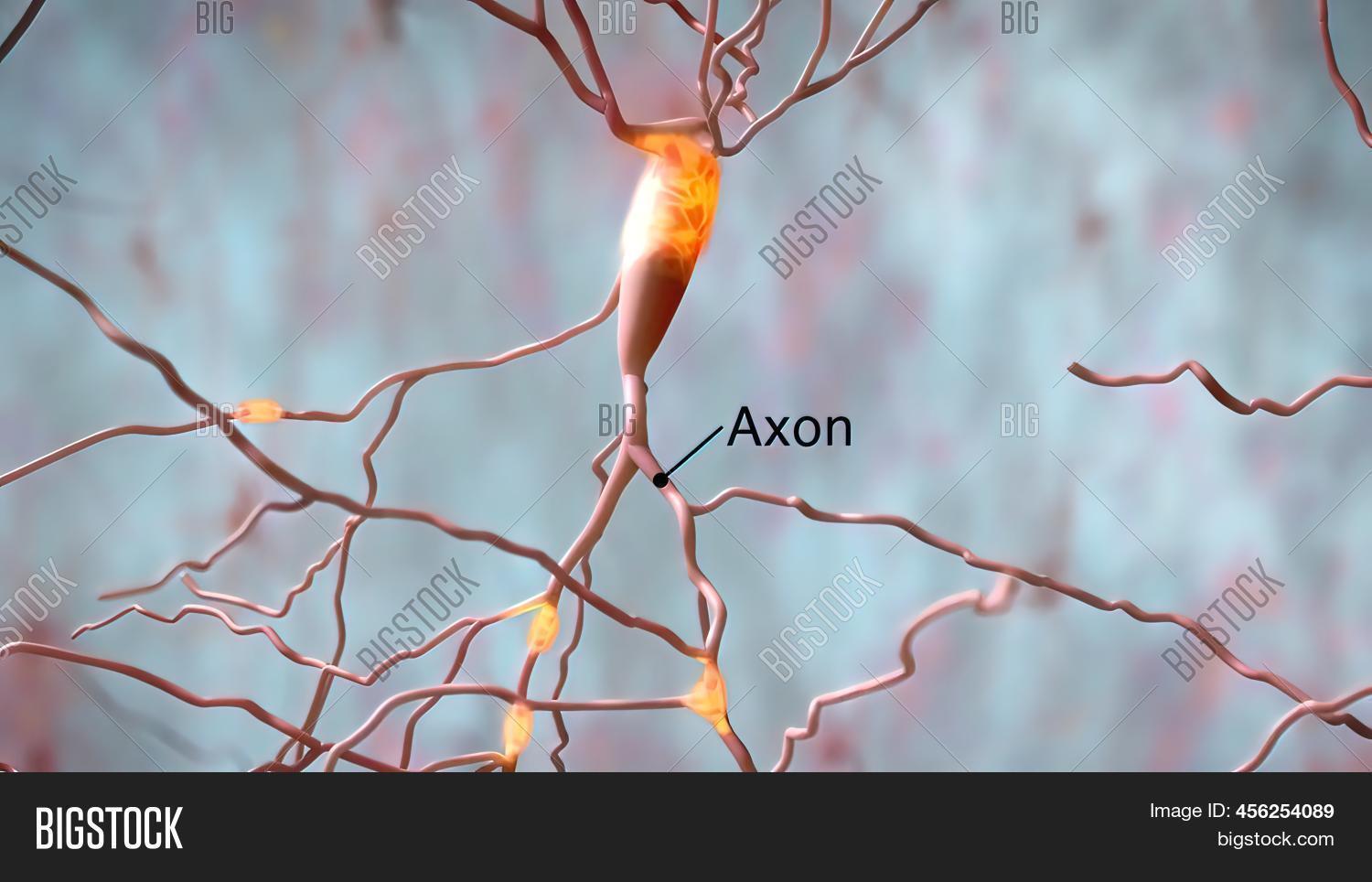 Human Brain Neuron Image & Photo (Free Trial) | Bigstock