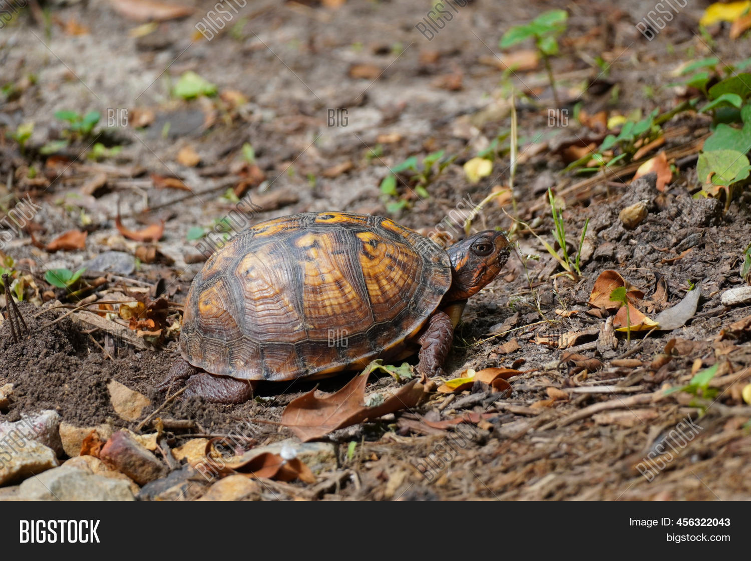 Female Eastern Box Image & Photo (Free Trial) | Bigstock