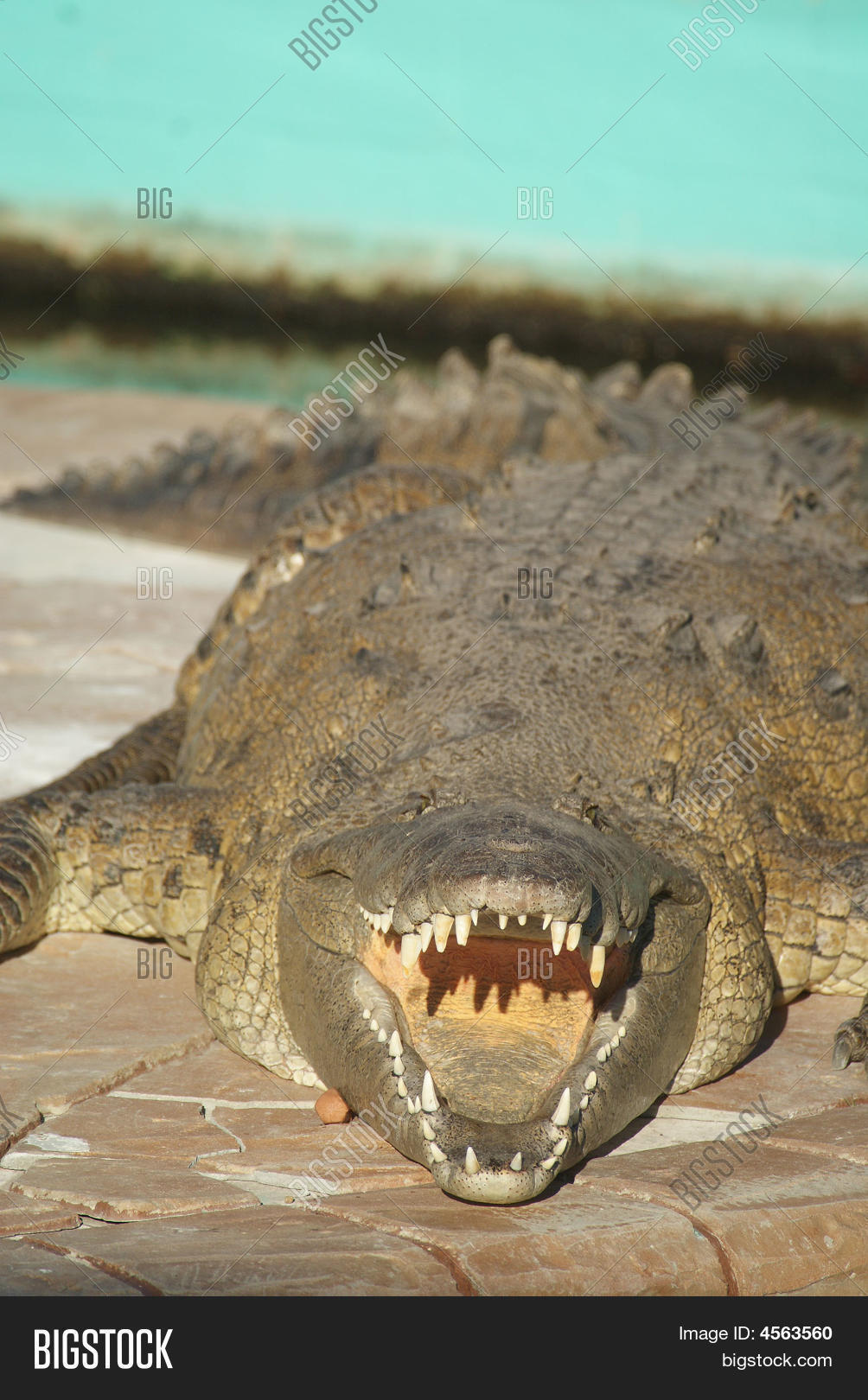 Crocodile Large Mouth Image & Photo (Free Trial) | Bigstock