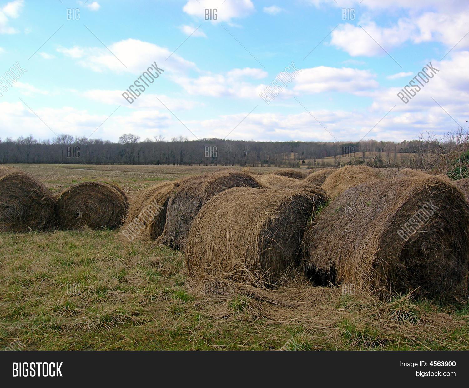 Hay Bale Scene Image & Photo (Free Trial) | Bigstock