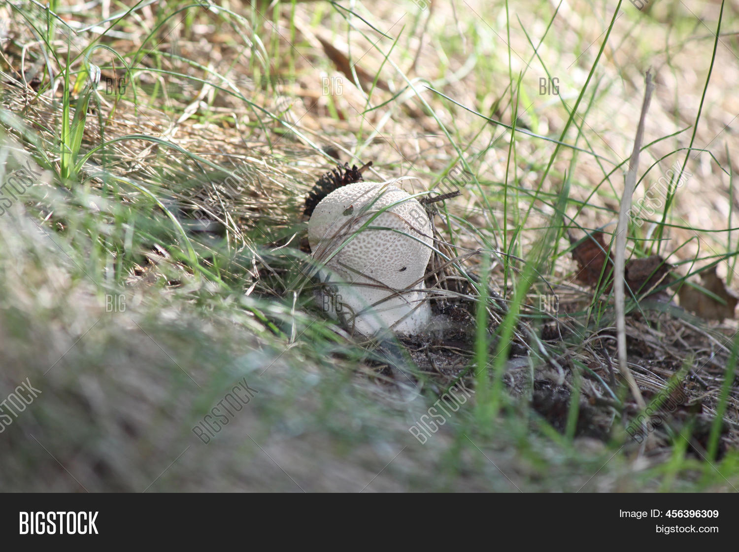 Young Puffball Image & Photo (Free Trial) | Bigstock