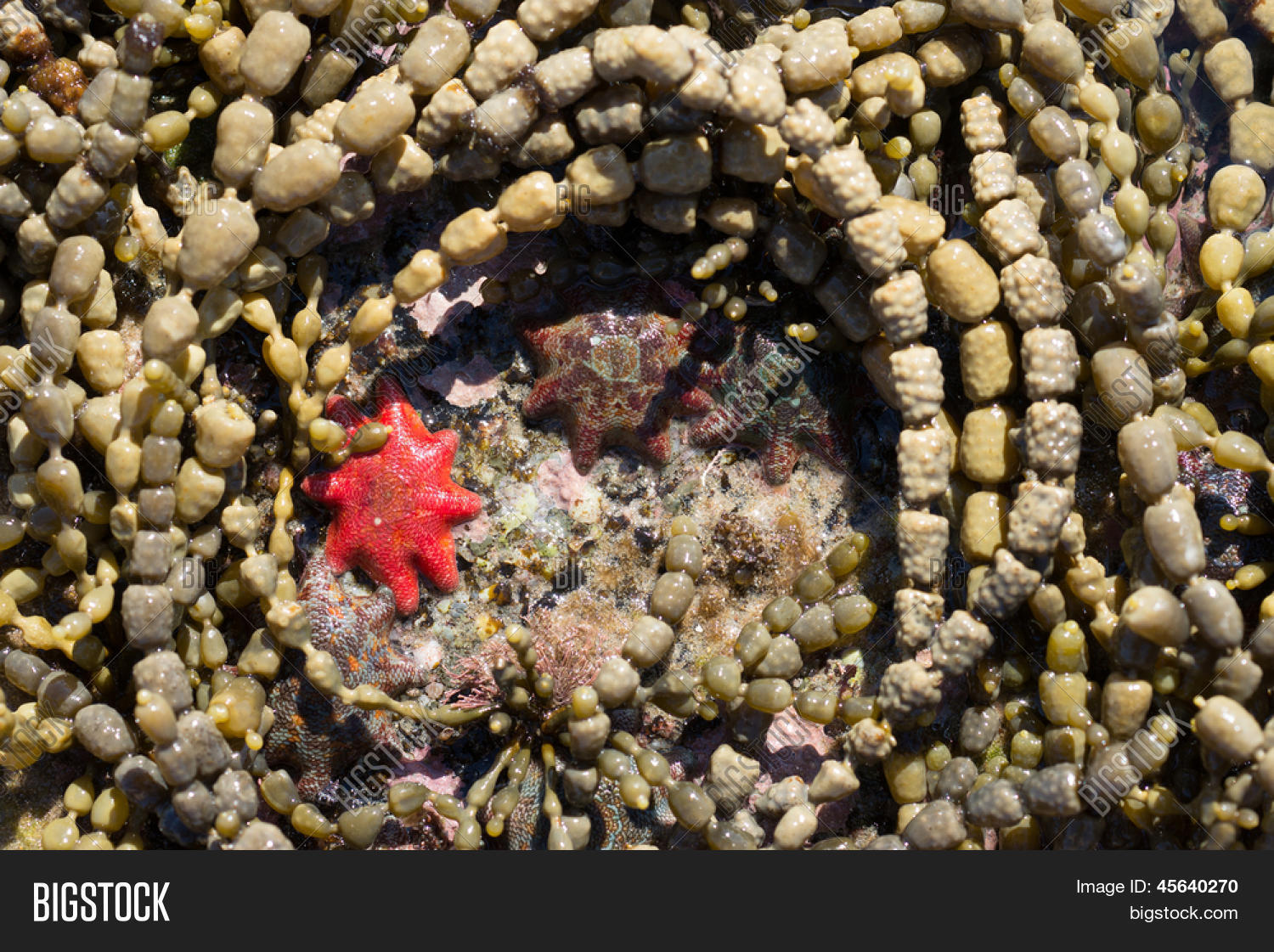 Starfish Rock Pools Image & Photo (Free Trial) | Bigstock
