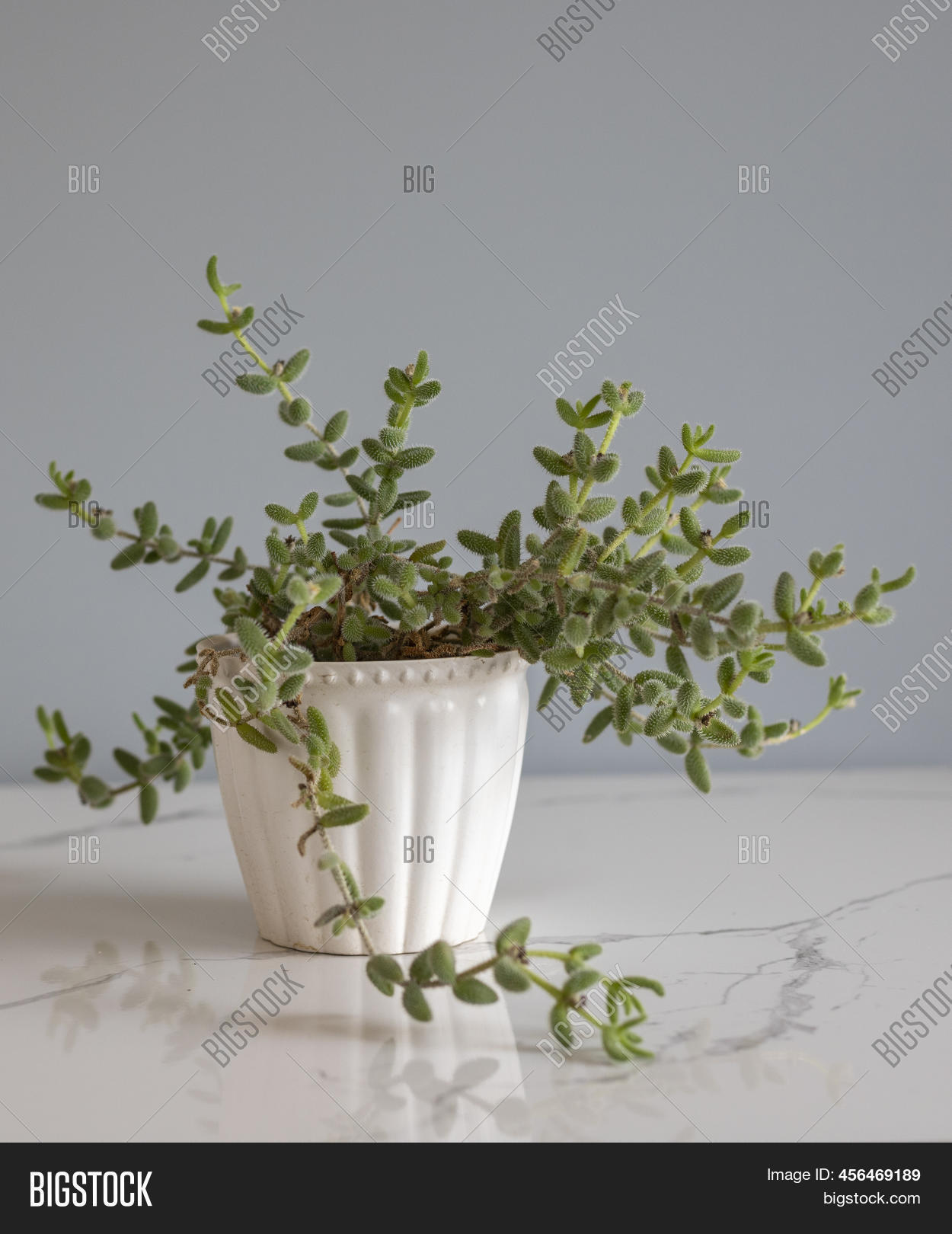 Pickle Plant Image & Photo (Free Trial) | Bigstock