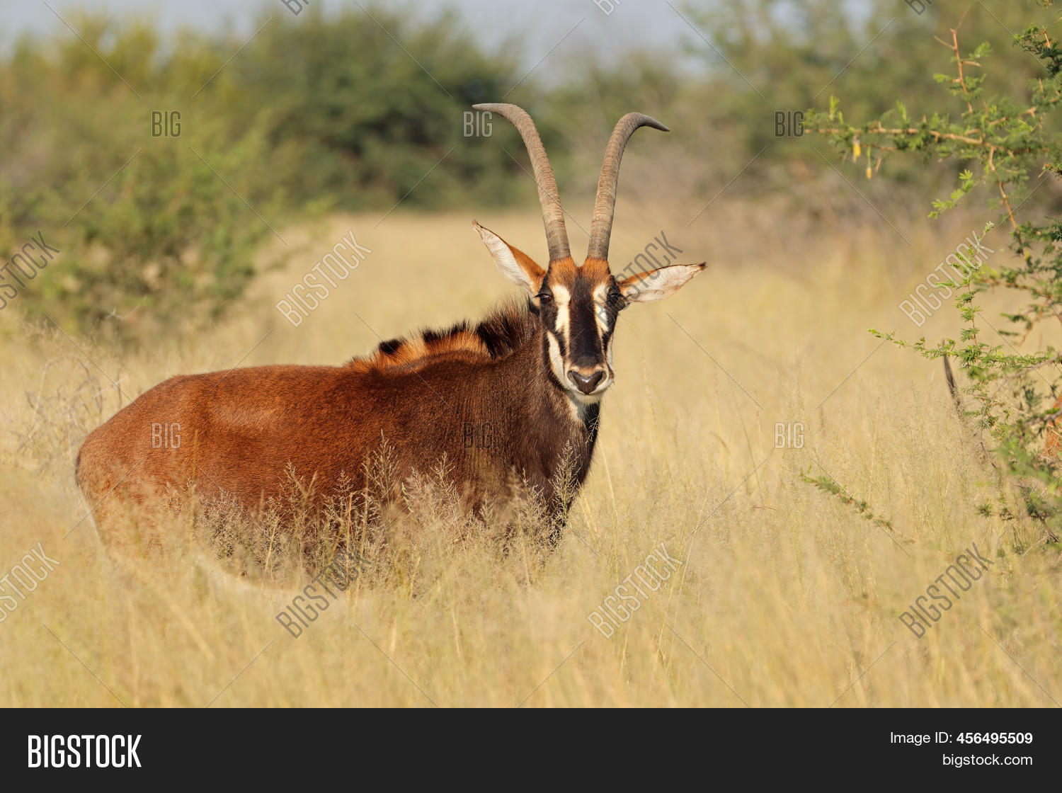 Sable Antelope ( Image & Photo (Free Trial) | Bigstock