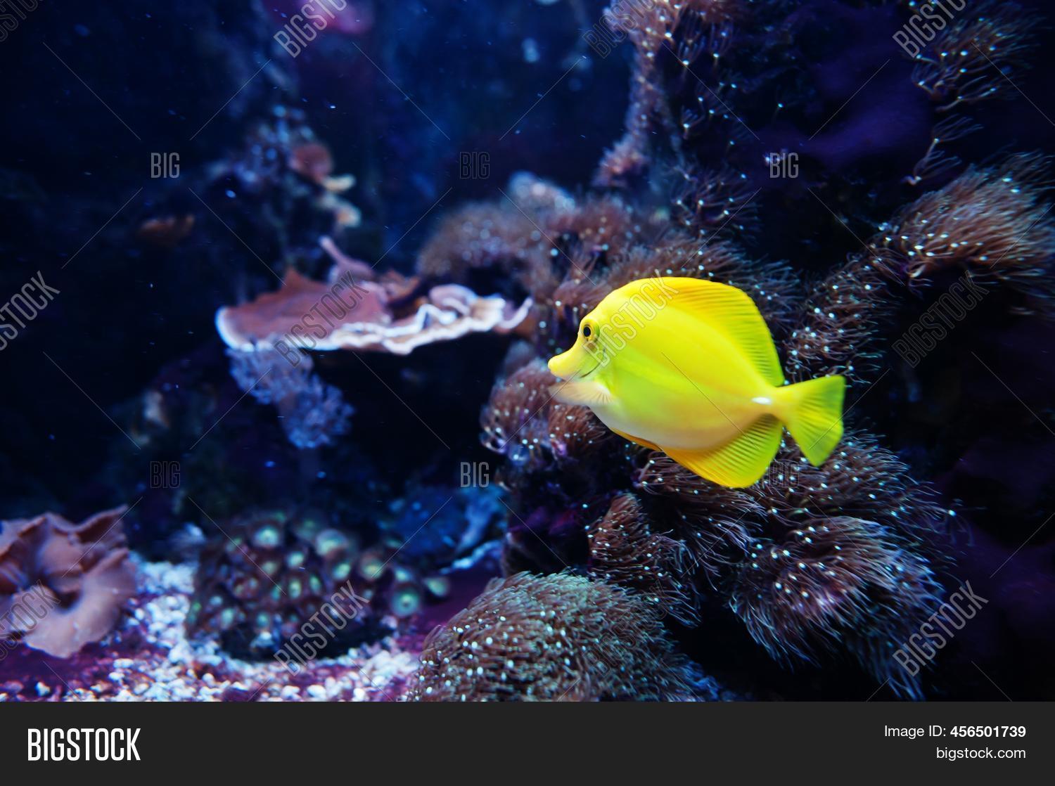 Yellow Tang Saltwater Image & Photo (Free Trial) | Bigstock