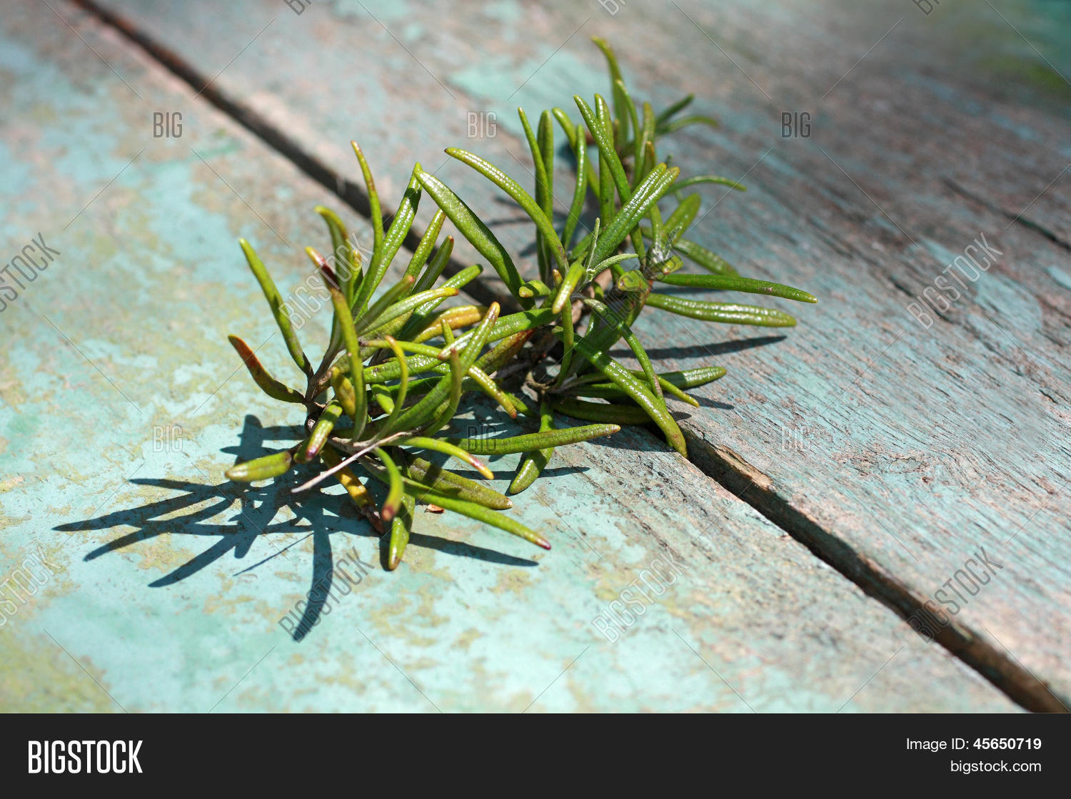 Fresh Rosmary On Old Image & Photo (Free Trial) | Bigstock